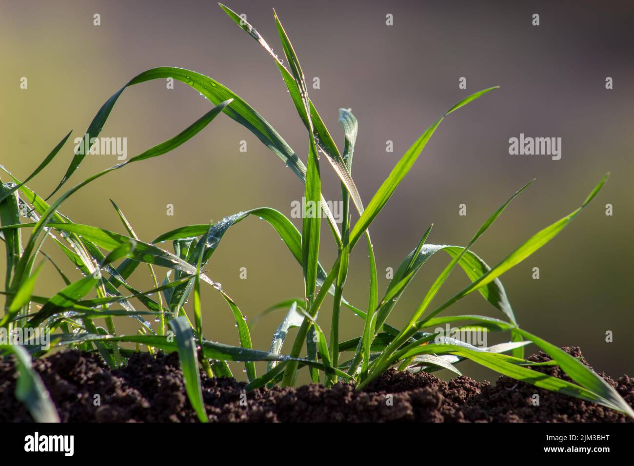 Leaves of young wheat in the soil on a blurred background Stock Photo ...
