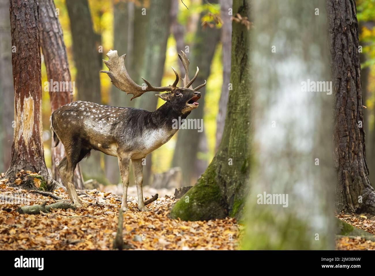 Fallow deer roaring in woodland in autumn color nature Stock Photo - Alamy