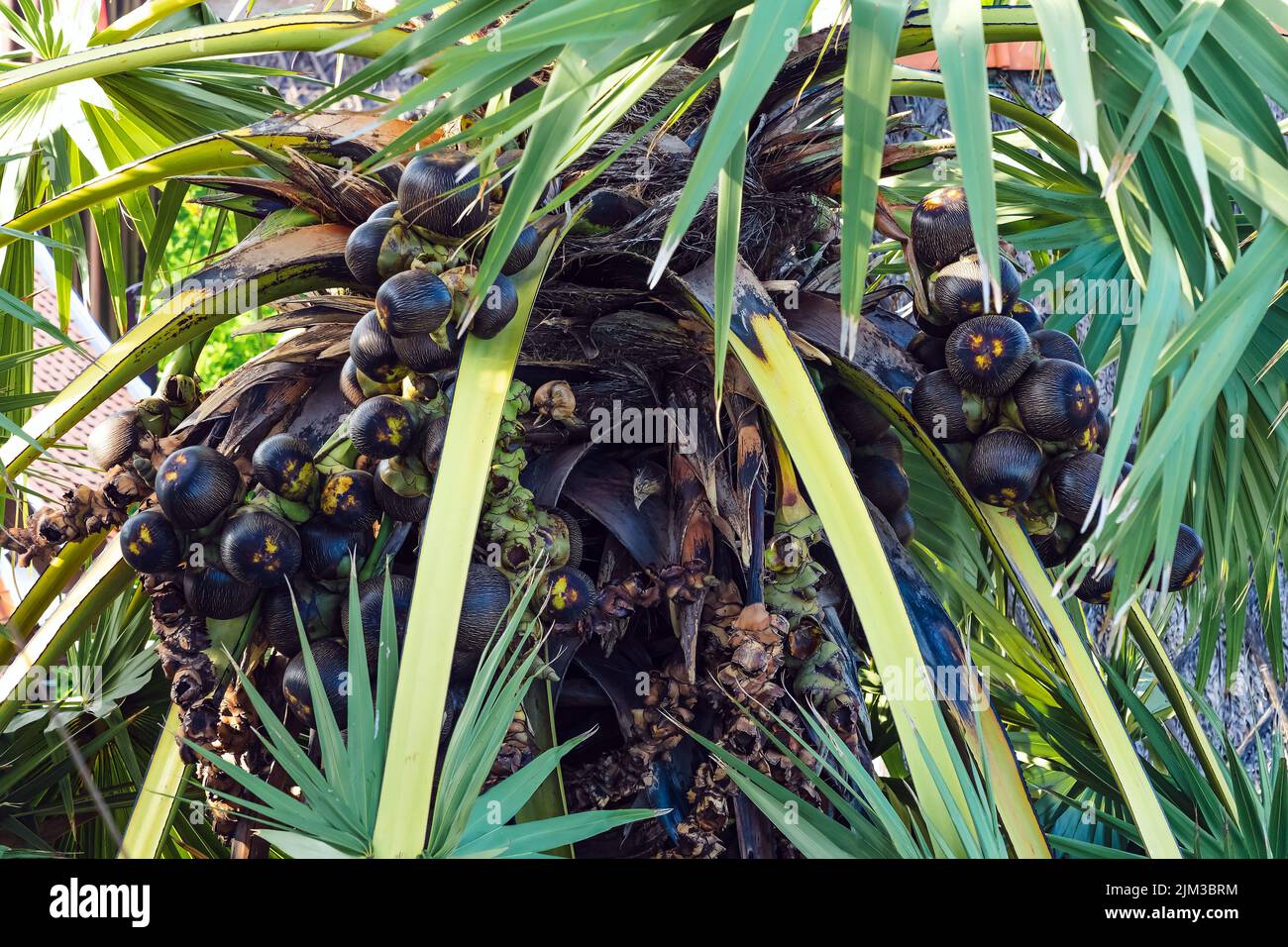 Lot of Fruits hanging to Asian palmyra palm or Borassus flabellifer ...