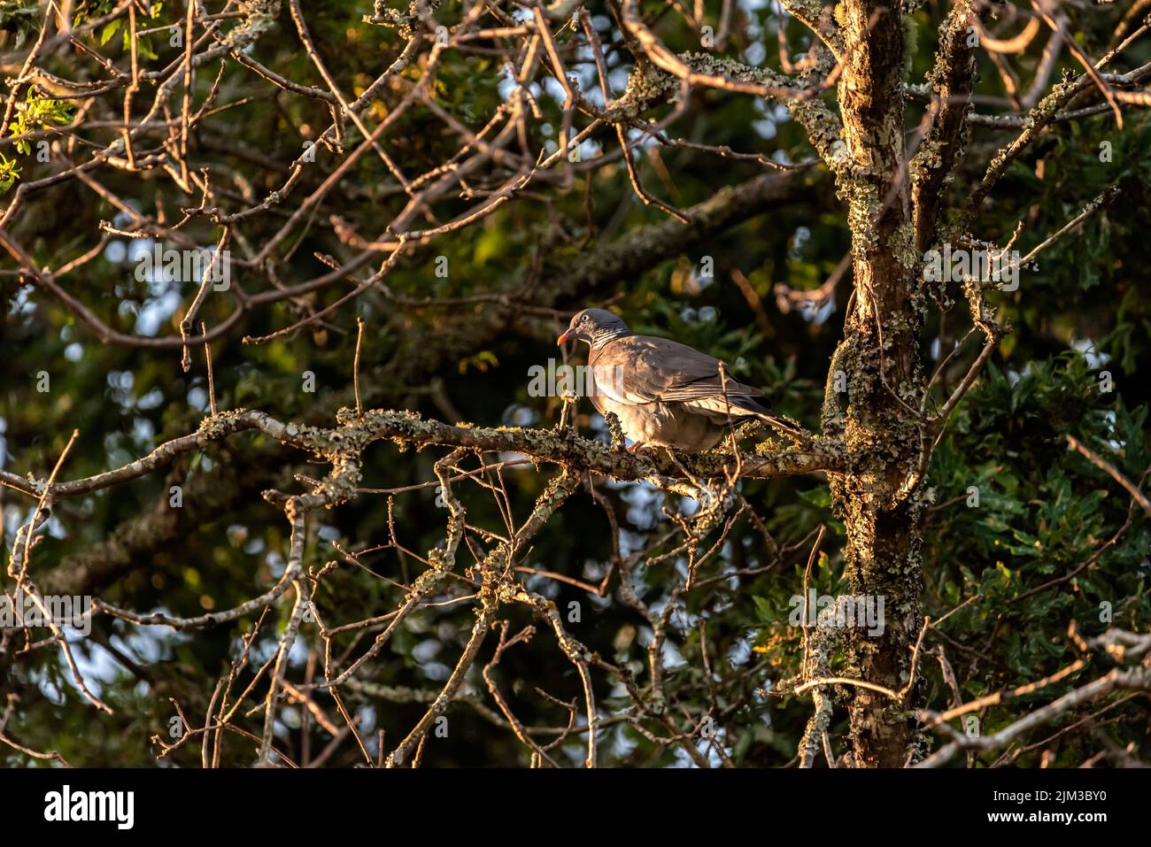 pigeon-like bird perched on the branch of a tree look at front Stock ...