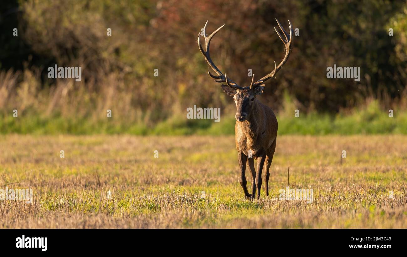 Red deer approaching on field in autumn sunset light Stock Photo - Alamy
