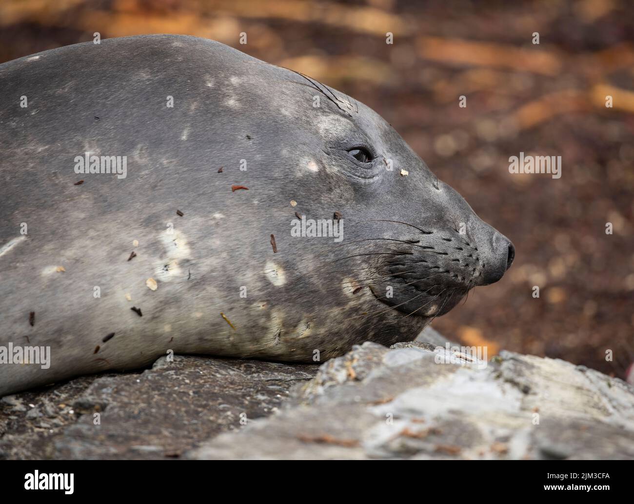 The southern elephant seal (Mirounga leonina) is the largest of the ...