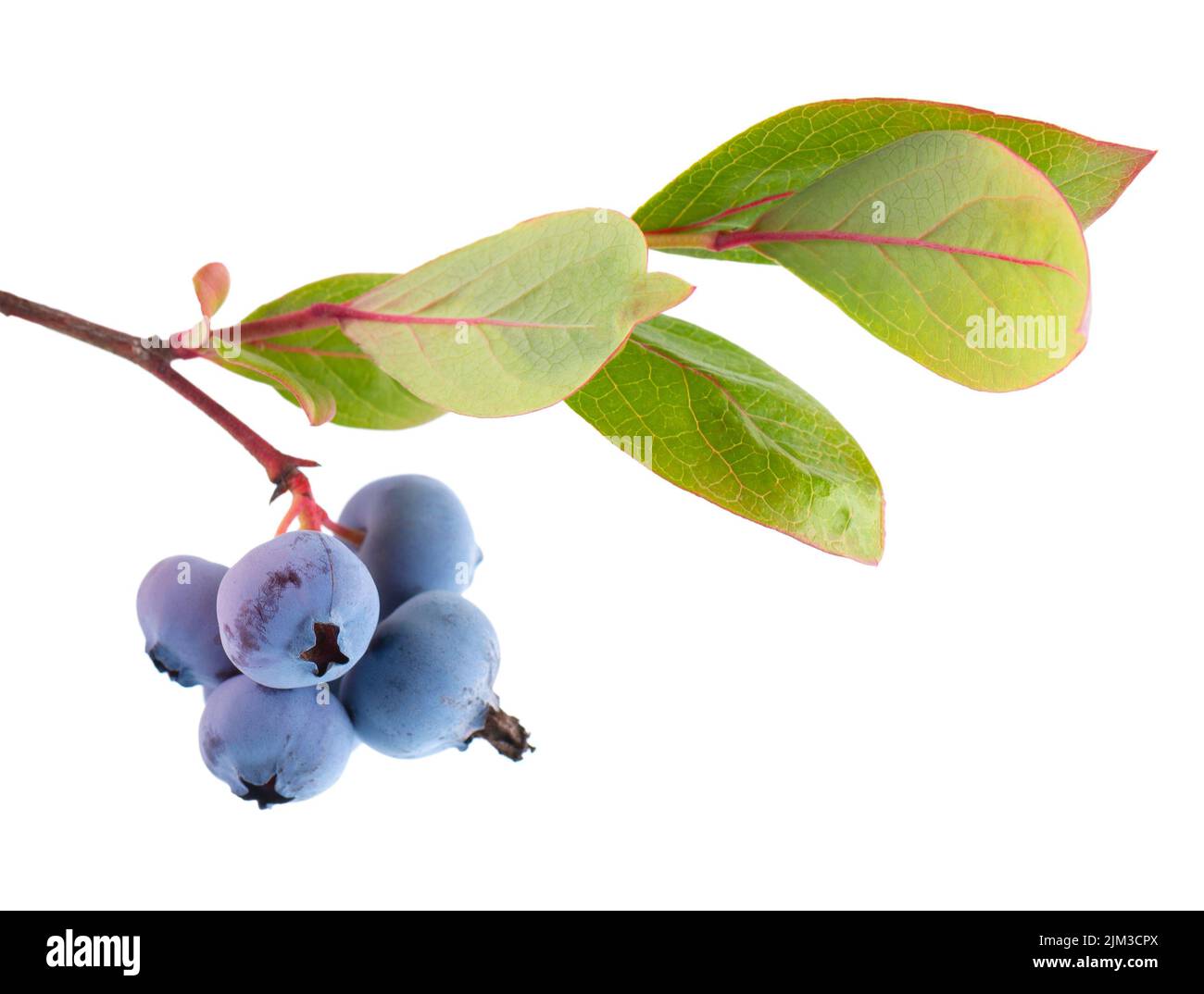 Blueberry branch isolated on white background. Bilberry or whortleberry ...