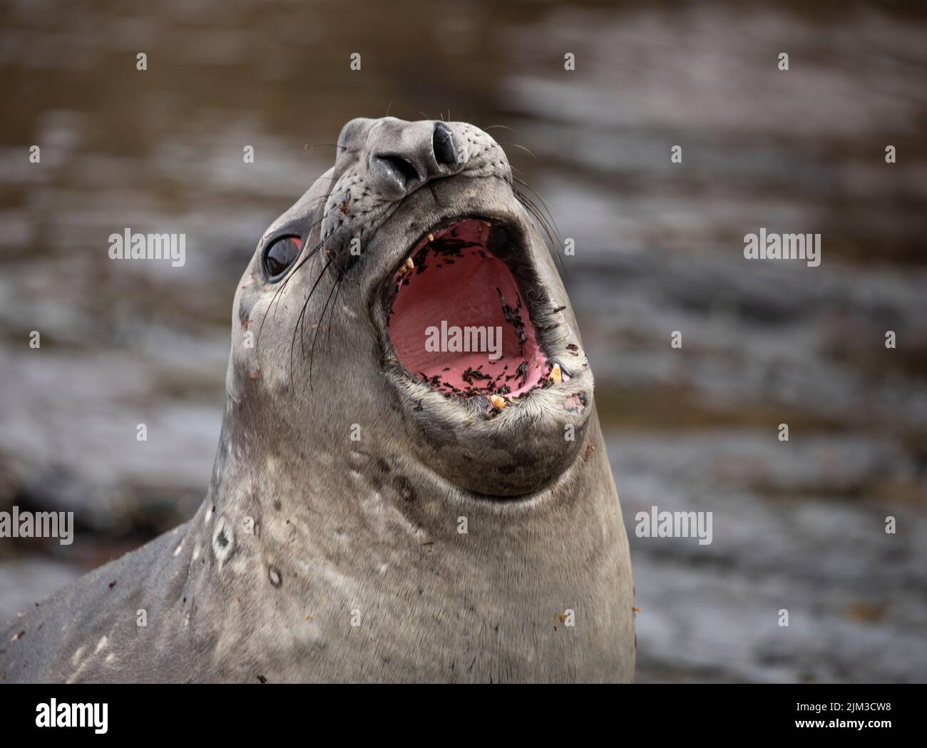 The southern elephant seal (Mirounga leonina) is the largest of the ...