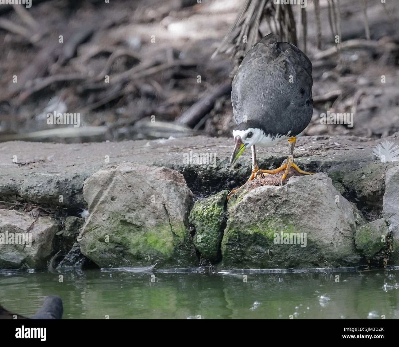 View duck jumping water swimming hi-res stock photography and images ...