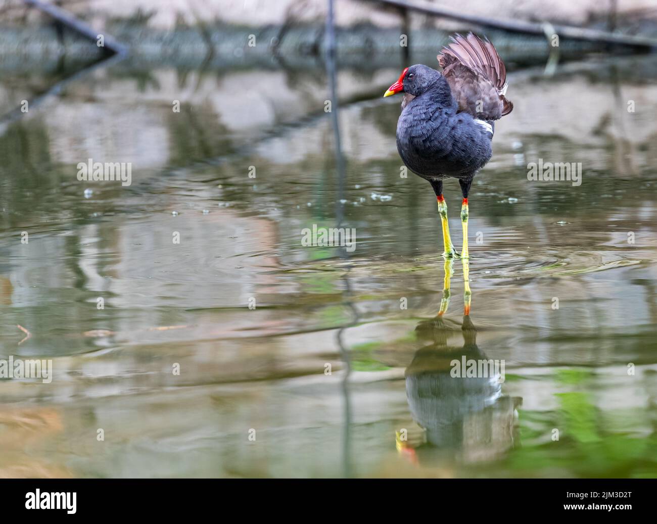 Eurasian Water hen in a lake with reflection Stock Photo - Alamy