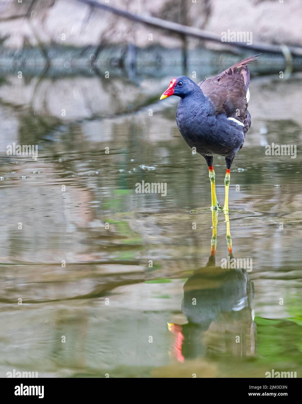 Eurasian Water hen in a lake for bath Stock Photo - Alamy