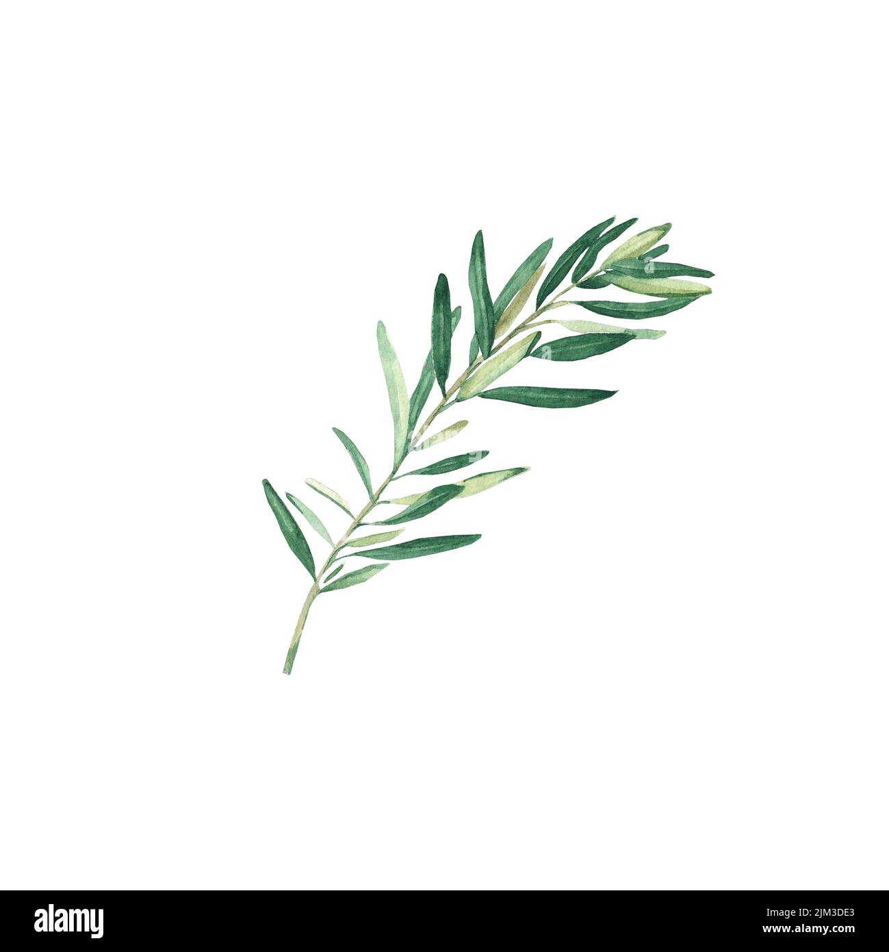 Green olive branch isolated on white background. Watercolor hand drawn ...
