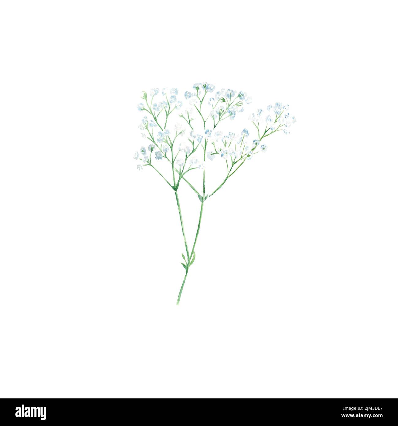 White gypsophila isolated on white background. Watercolor illustration ...