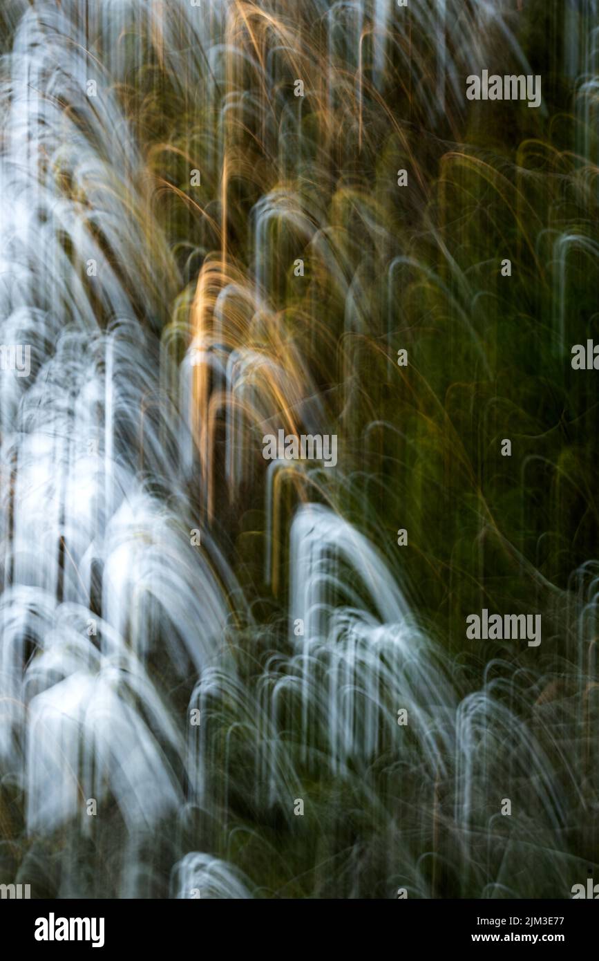 moving textures of nature in flowers with camera effects Stock Photo ...