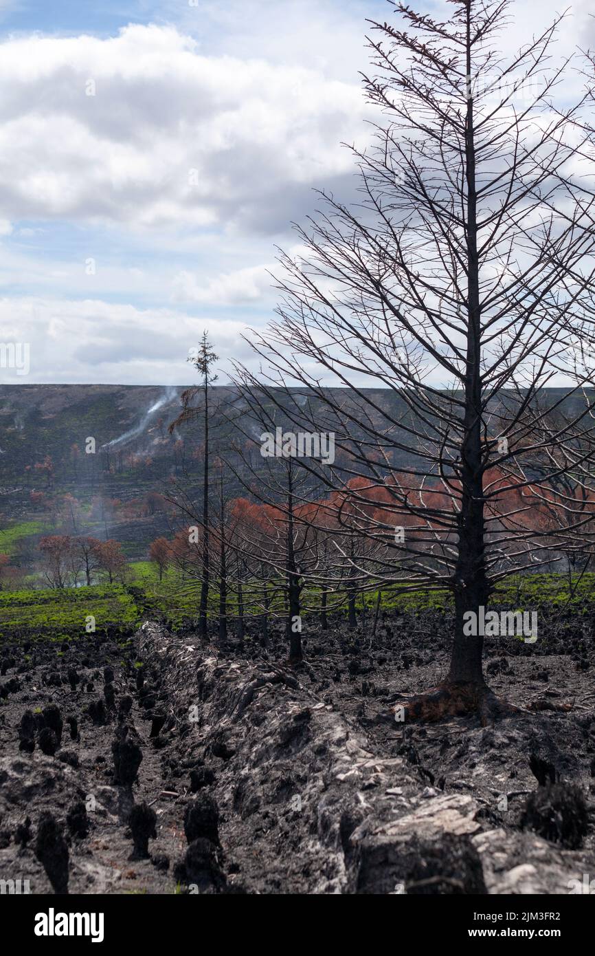 Line of trees along a stone wall delimiting a patch of bog both charred ...