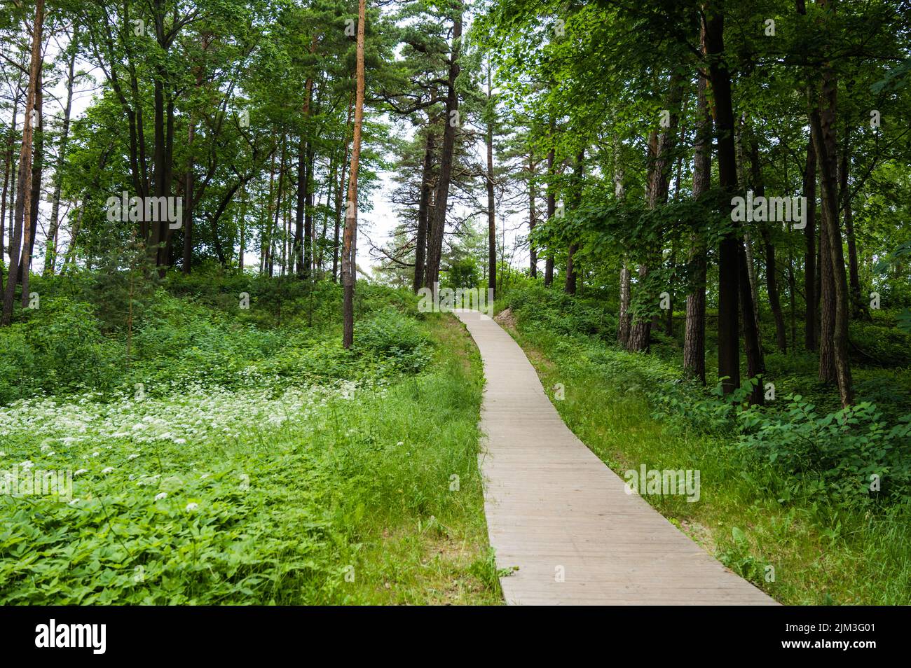 Wooden pathway between trees and green grass. Summer park or forest ...