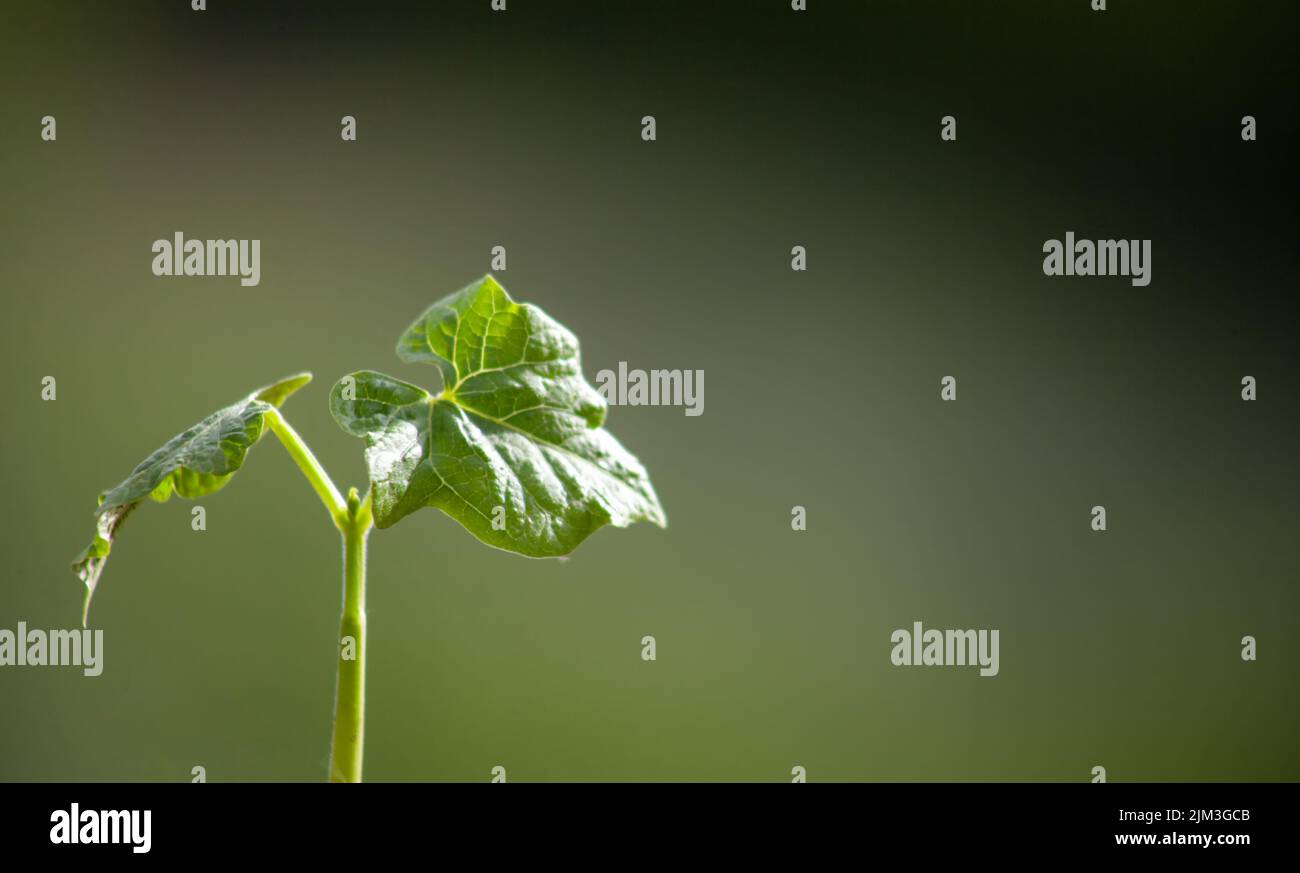 Bean sprout, two leaves of a plant with shallow depth of field on a ...