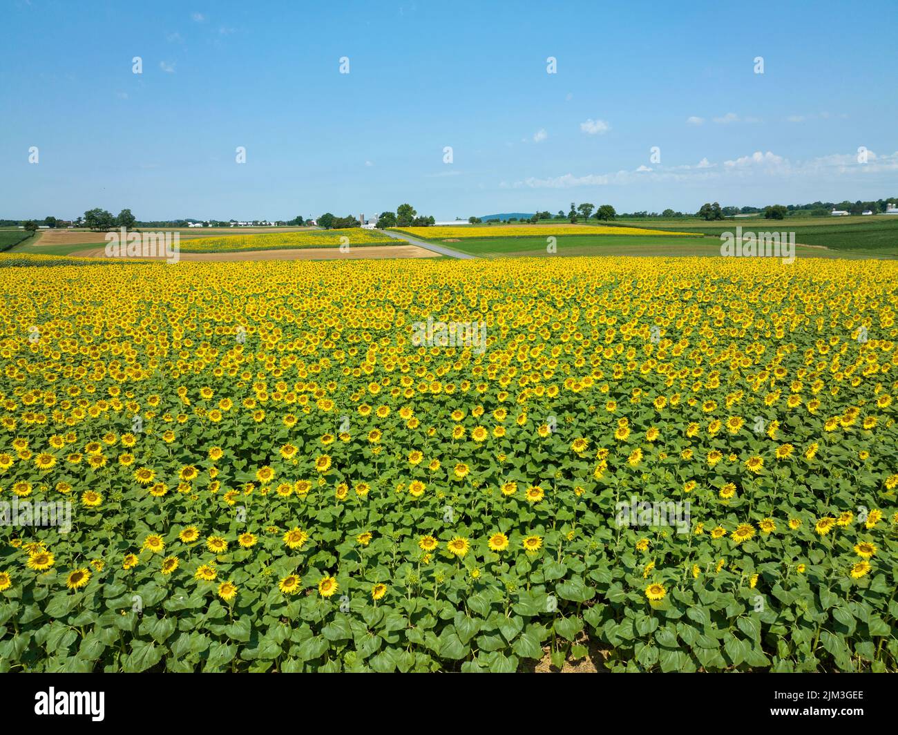 An aerial of the yellow fields of sunflowers in the rural countryside ...