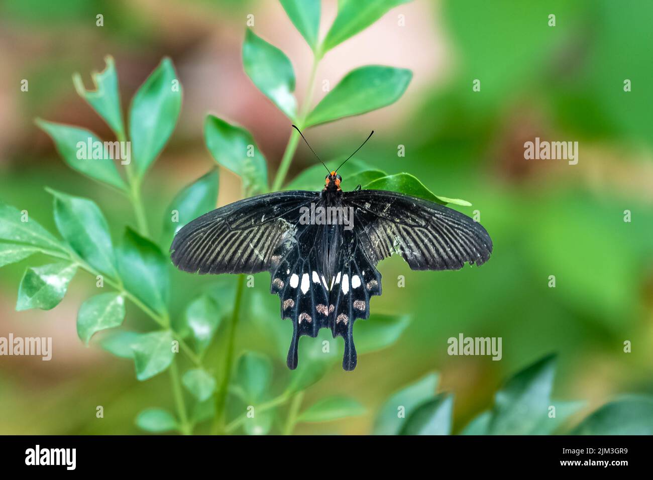 A great mormon, Papilio memnon, black butterfly in India Stock Photo ...