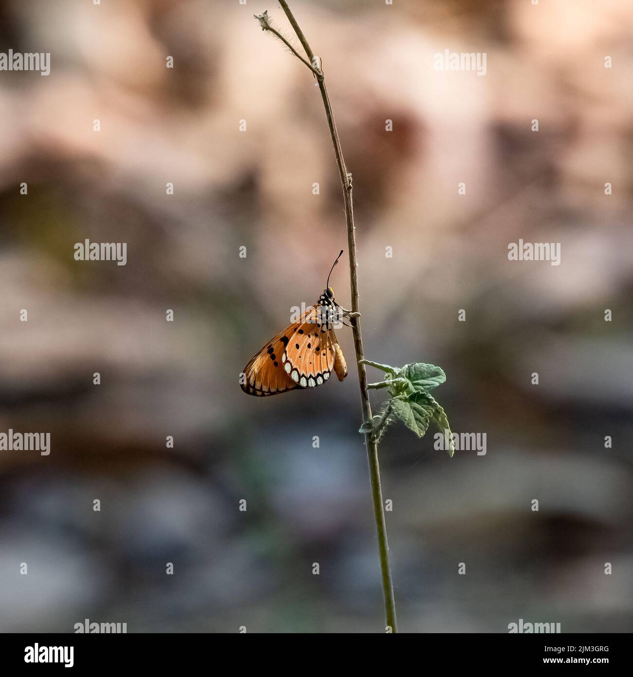 A tawny coster, Acraea terpsicore, beautiful butterfly in India Stock ...