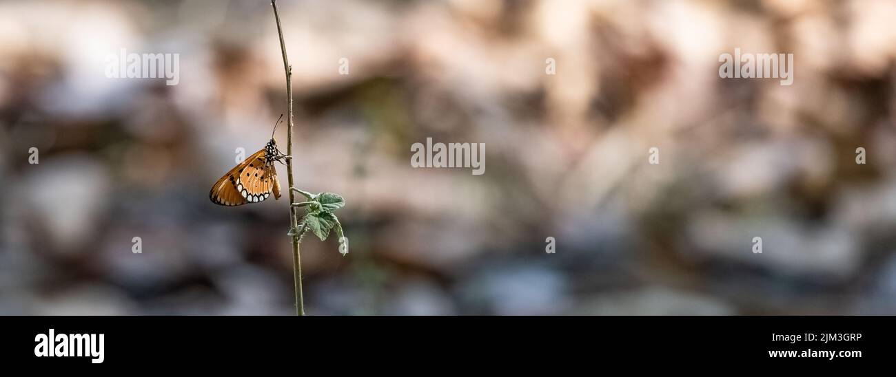 A tawny coster, Acraea terpsicore, beautiful butterfly in India Stock Photo - Alamy