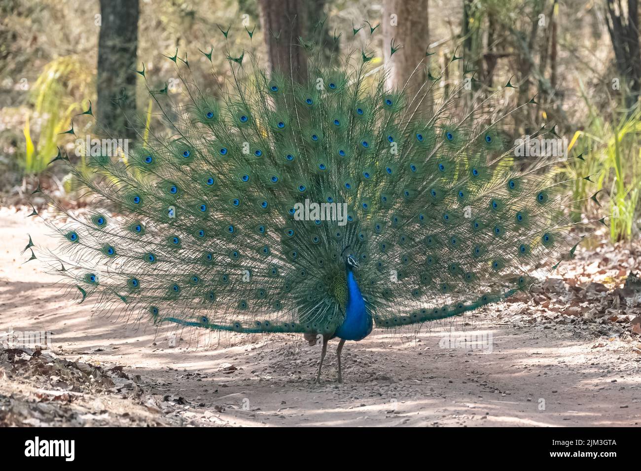 An indian peafowl, Pavo cristatus, courting female in the forest in ...