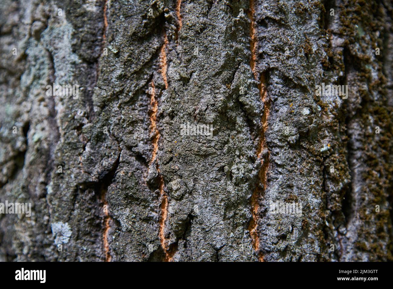Texture tree bark closeup. Pattern of natural tree bark background ...