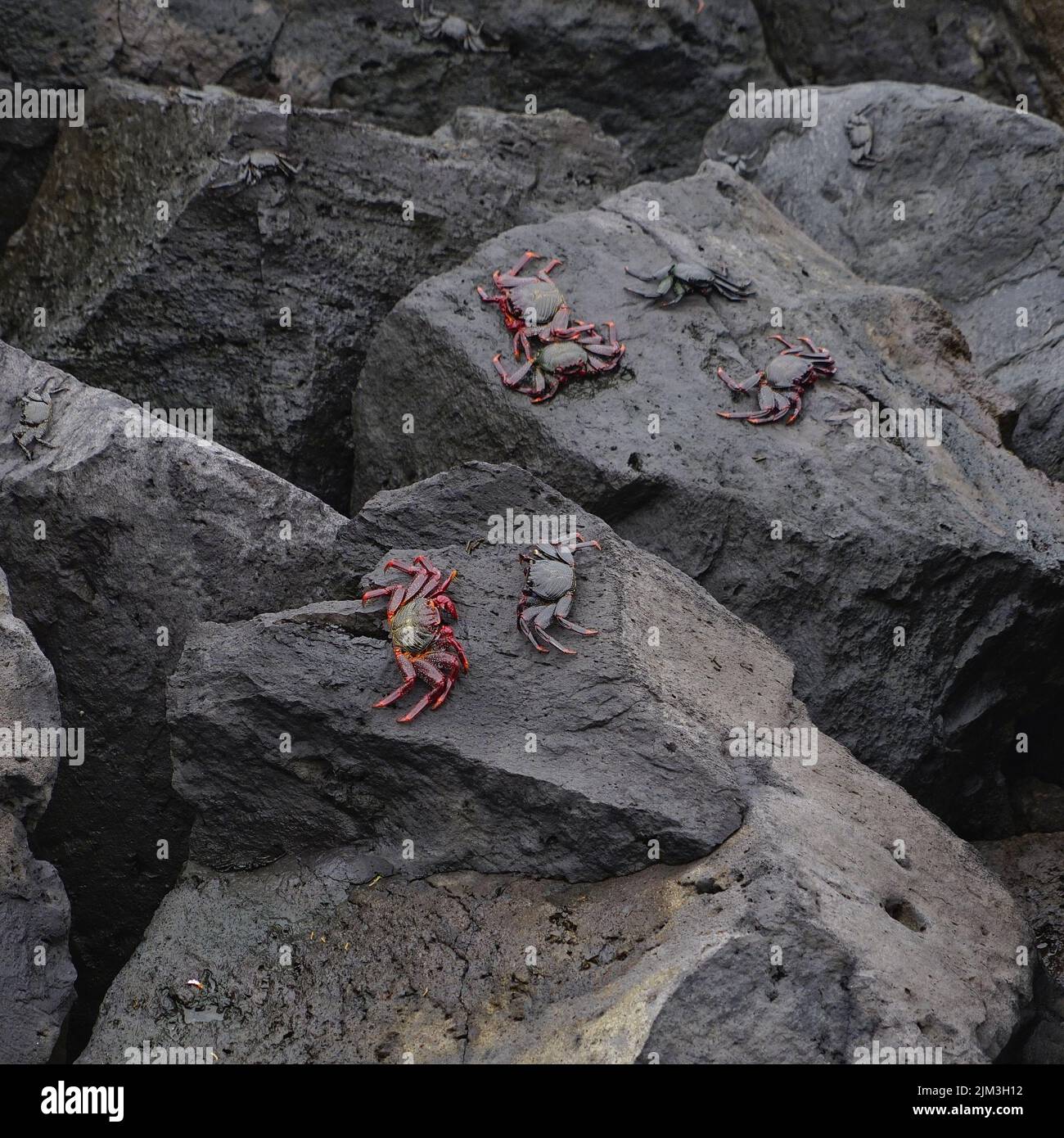 Six crabs crawling on the big wet rocks near the bank Stock Photo - Alamy