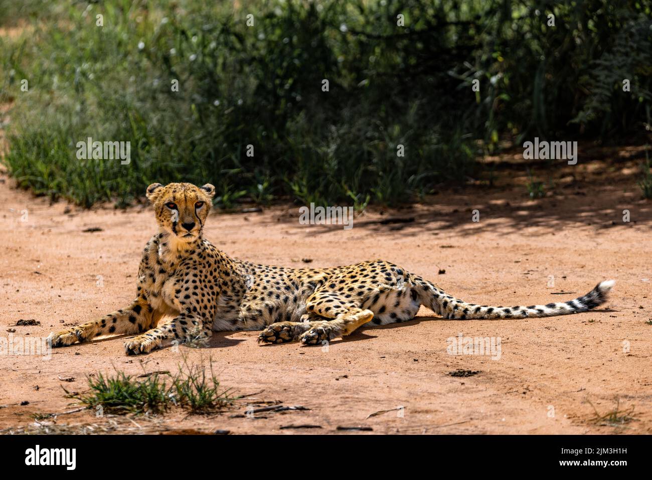 A closeup portrait of a South African cheetah lying against green ...