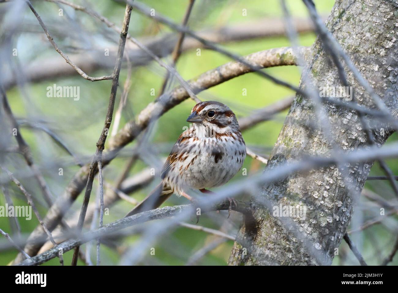 A selective focus shot of a tiny cute sparrow perched on a tree branch ...