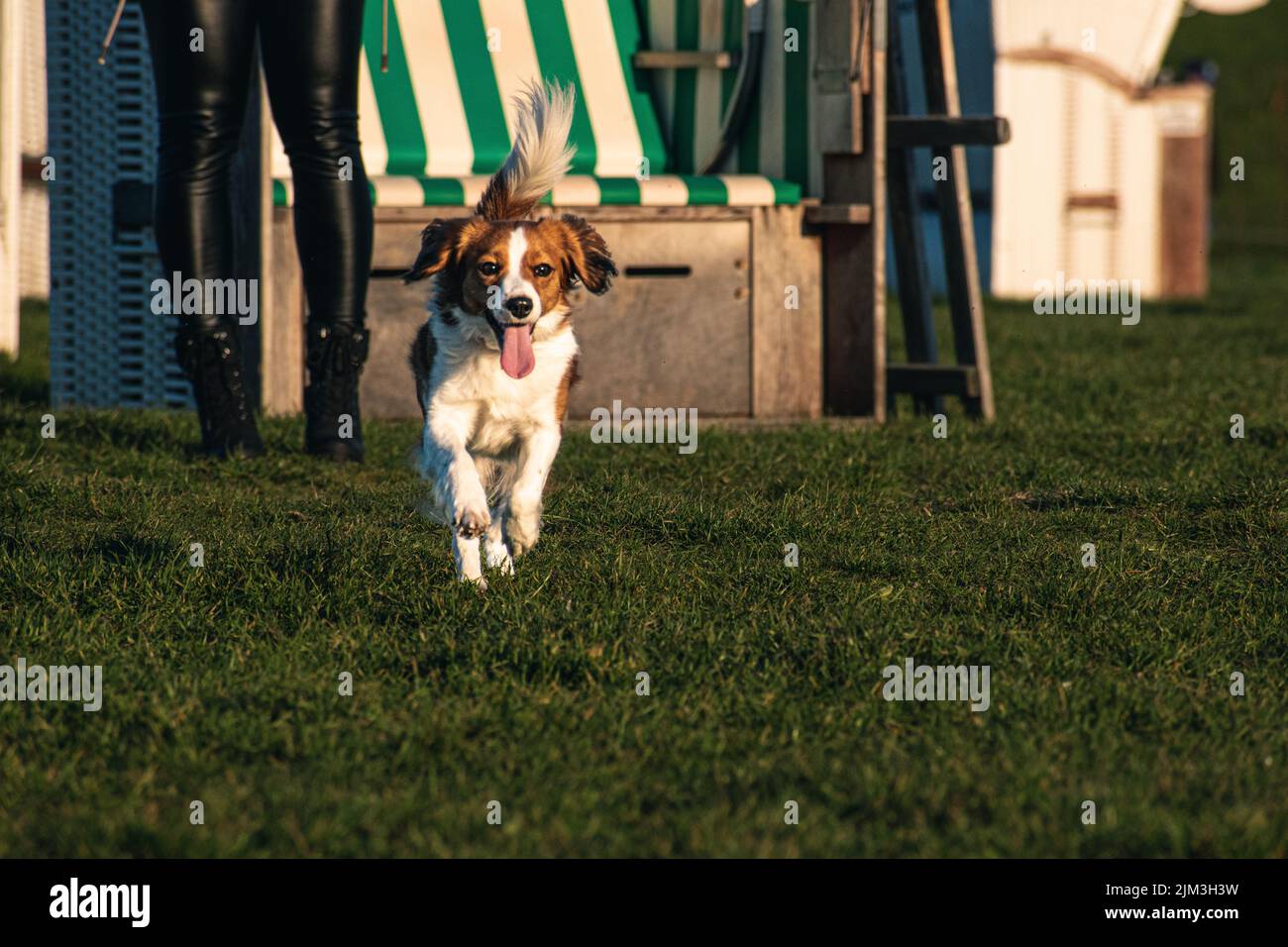 A cute fluffy Dutch Kooikerhondje running around in a park with its ...