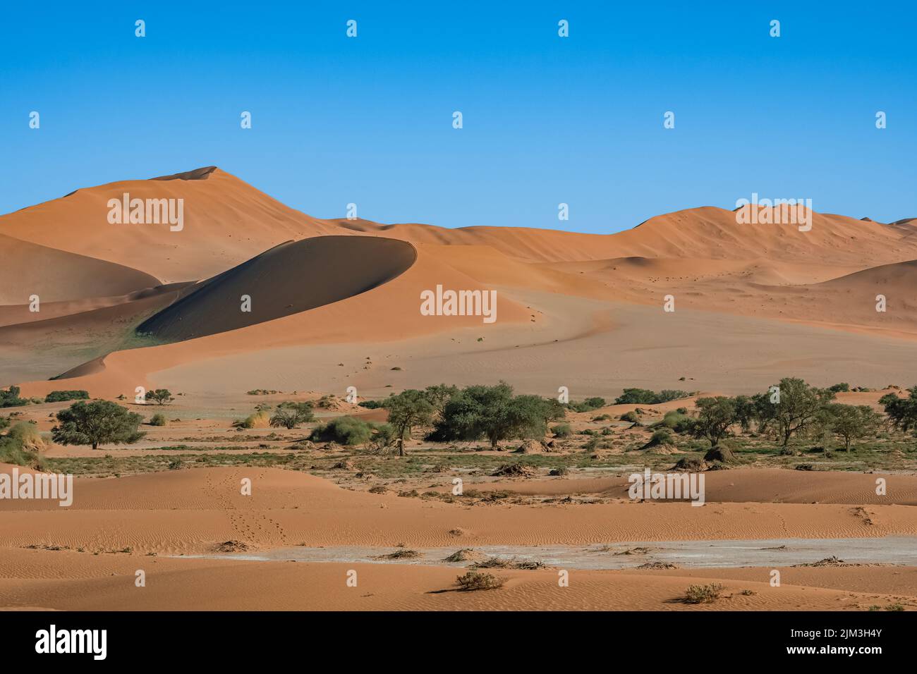 Namibia, the Namib desert, graphic landscape of yellow dunes, rain ...