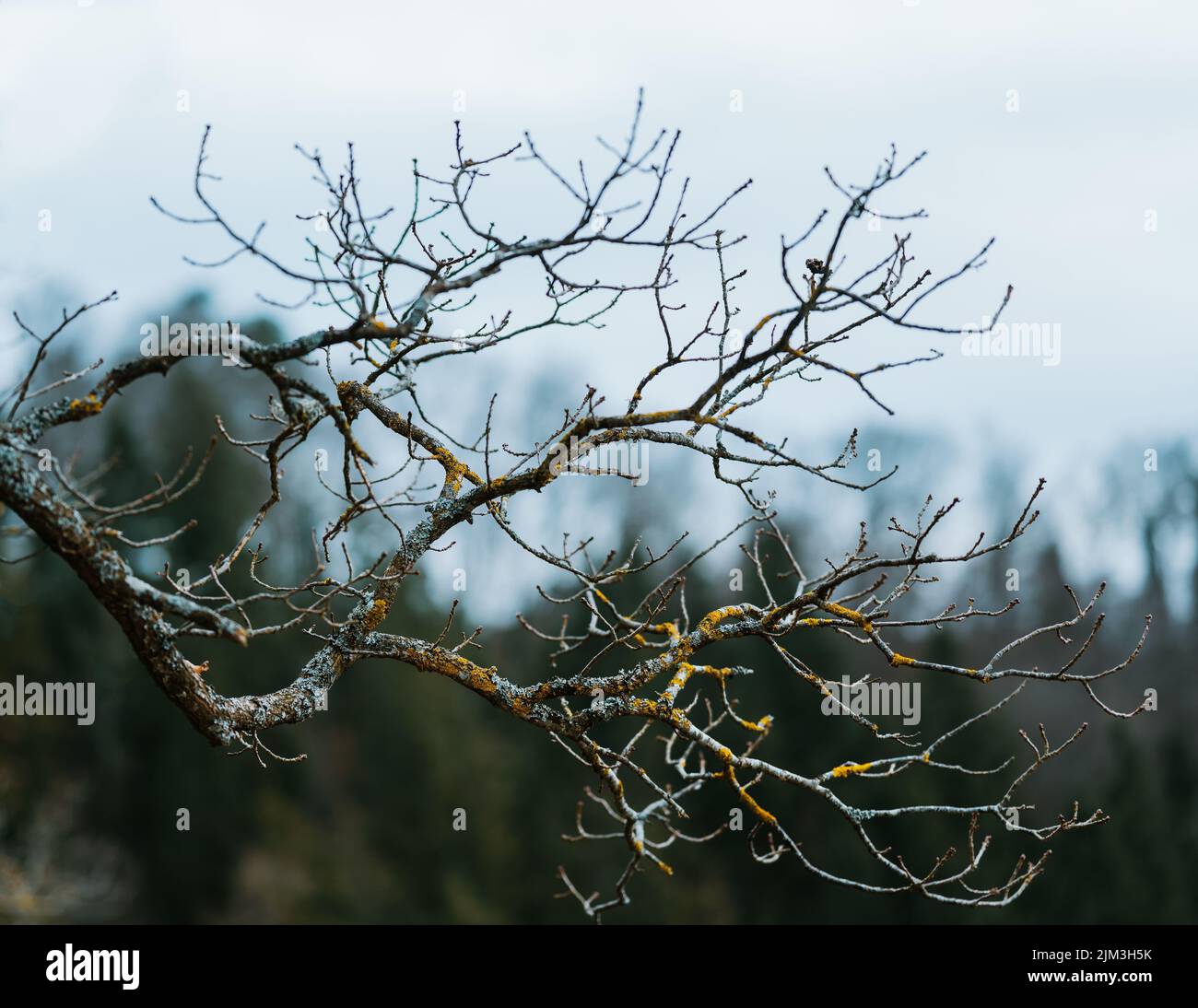 A shallow focus shot of the leafless tree branches in a forest in ...