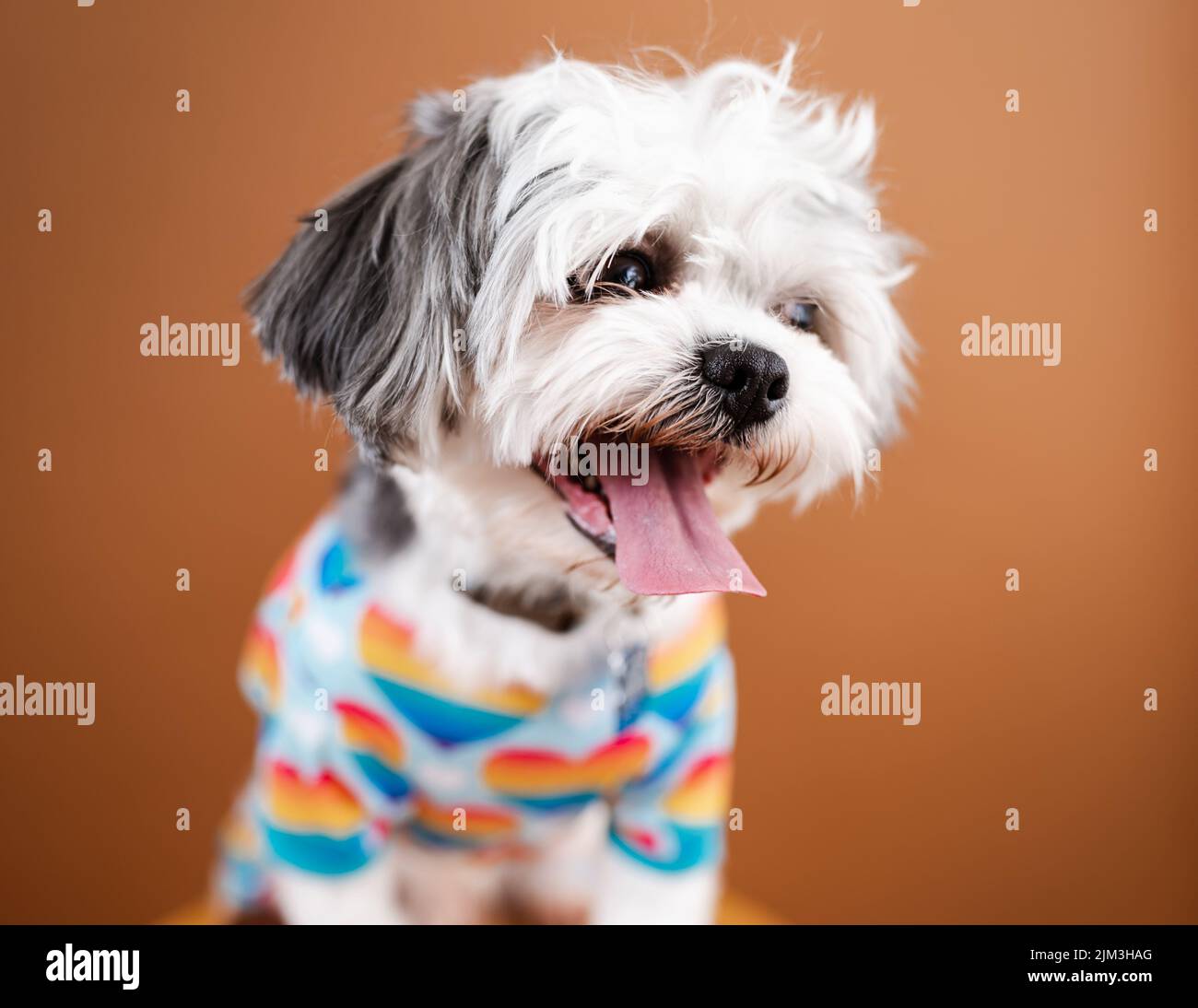 Lgbt dog hi-res stock photography and images - Alamy