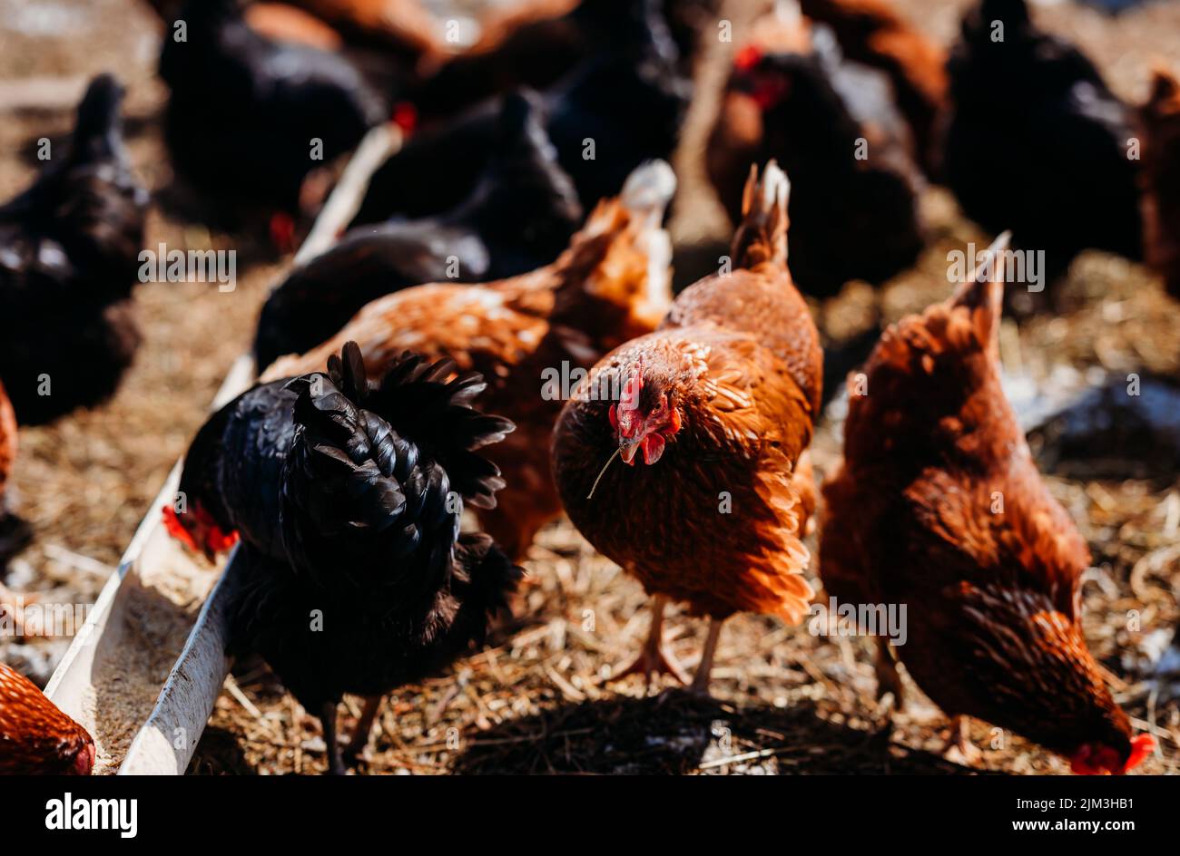 A flock of black and brown hens on a farm Stock Photo - Alamy