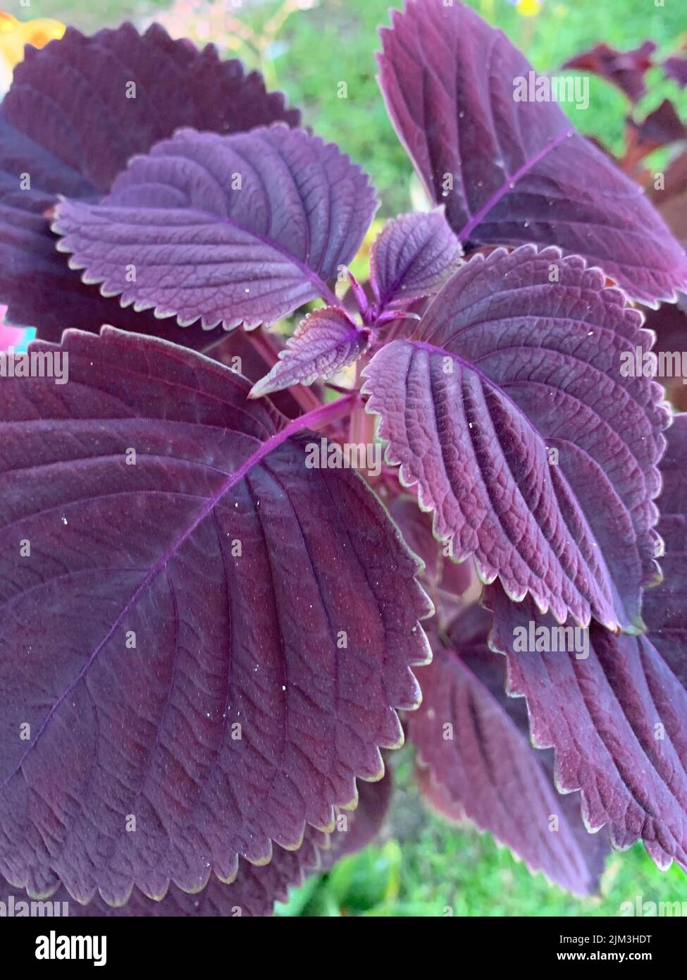 A vertical closeup of purple Coleus plant leaves against blurry green ...