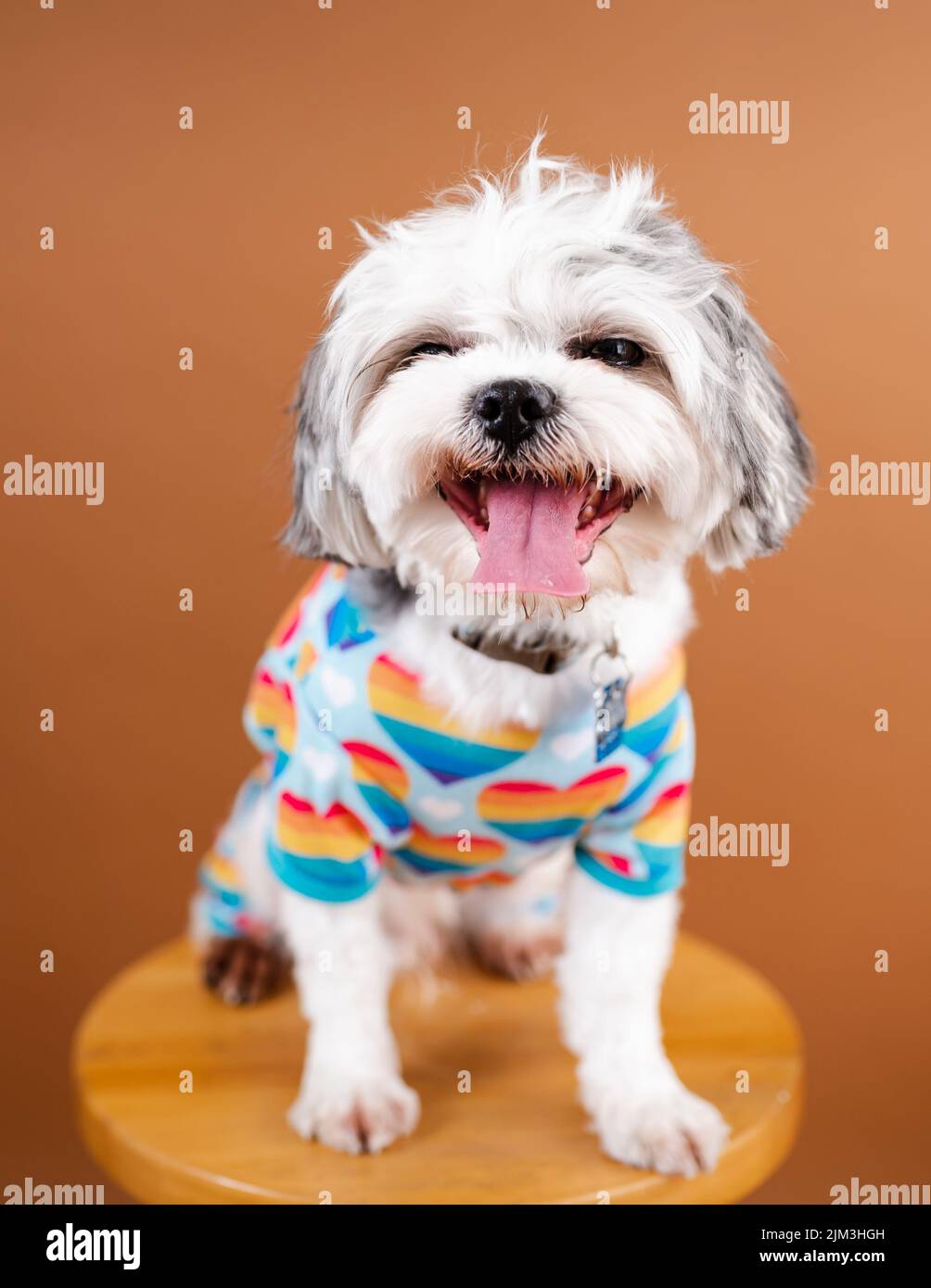 A vertical shot of an adorable Bichon puppy in an LGBT pride sweater ...