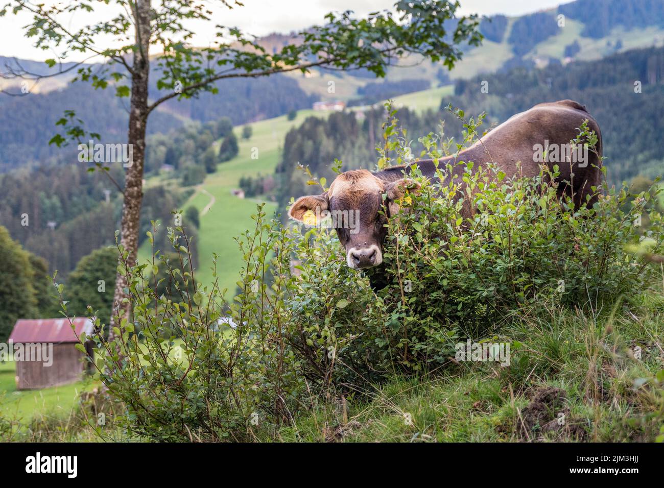 Brown cow, Austria Stock Photo - Alamy