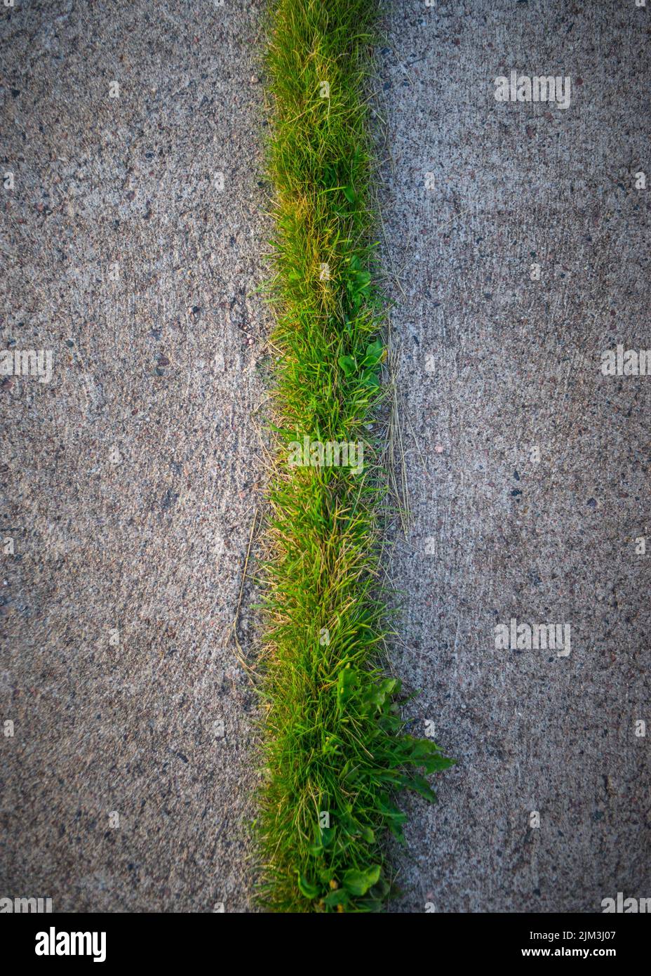 A vertical top view of a row of grass growing from between gray ...
