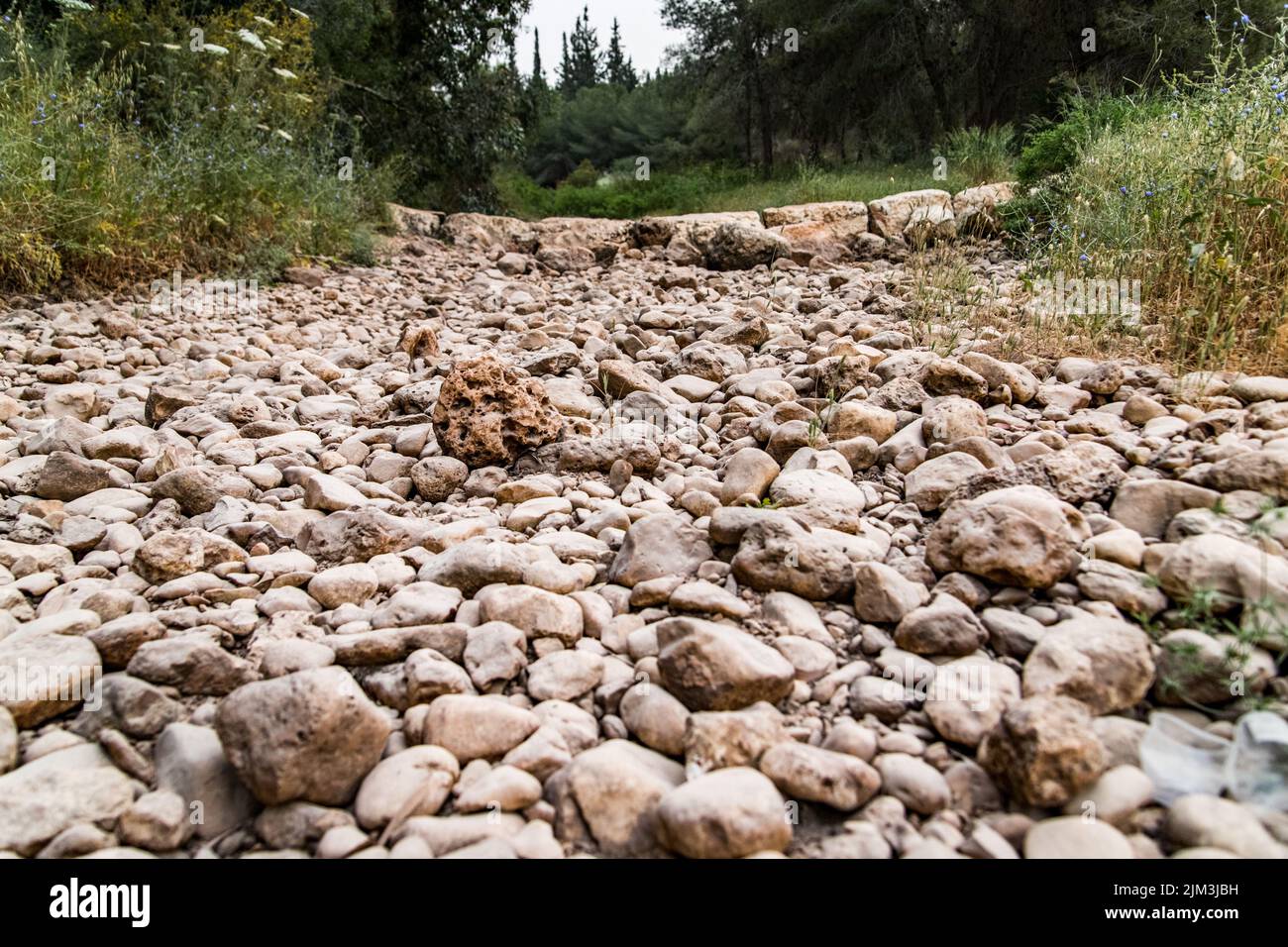 A rocky pathway surrounded with greenery in the woods Stock Photo - Alamy