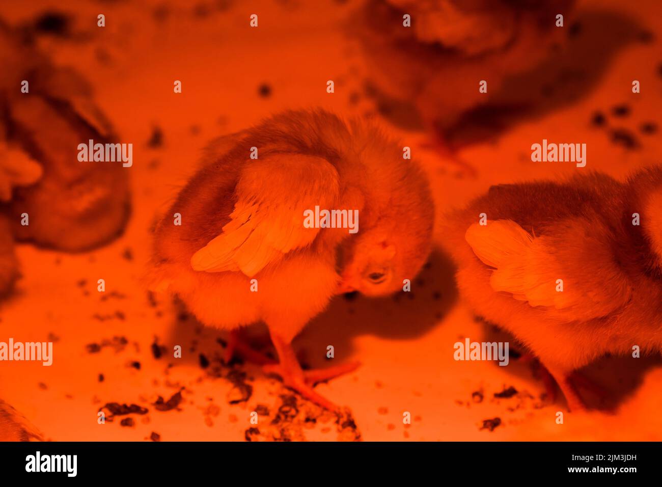 Light under wings hi-res stock photography and images - Alamy