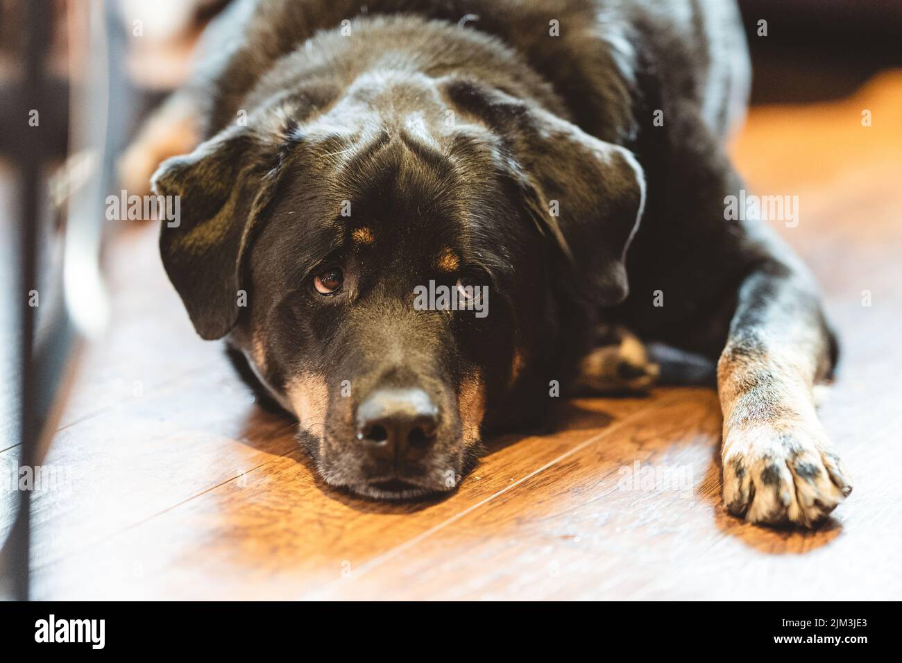 A Rottweiler lying on the floor in the house Stock Photo - Alamy