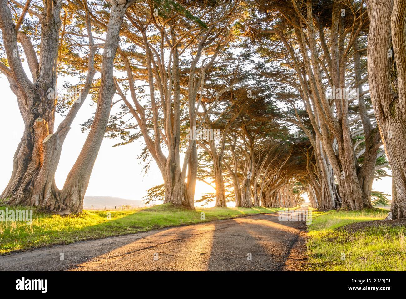 A beautiful shot of a path in the Cypress Tree Tunnel, Scenic spot in ...