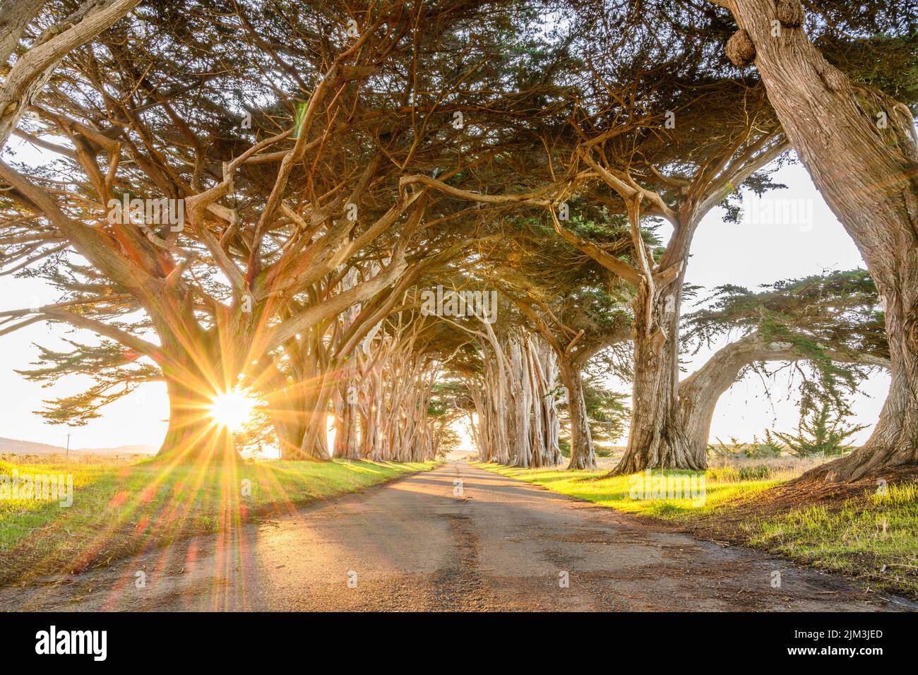 A beautiful shot of a path in the Cypress Tree Tunnel, Scenic spot in ...