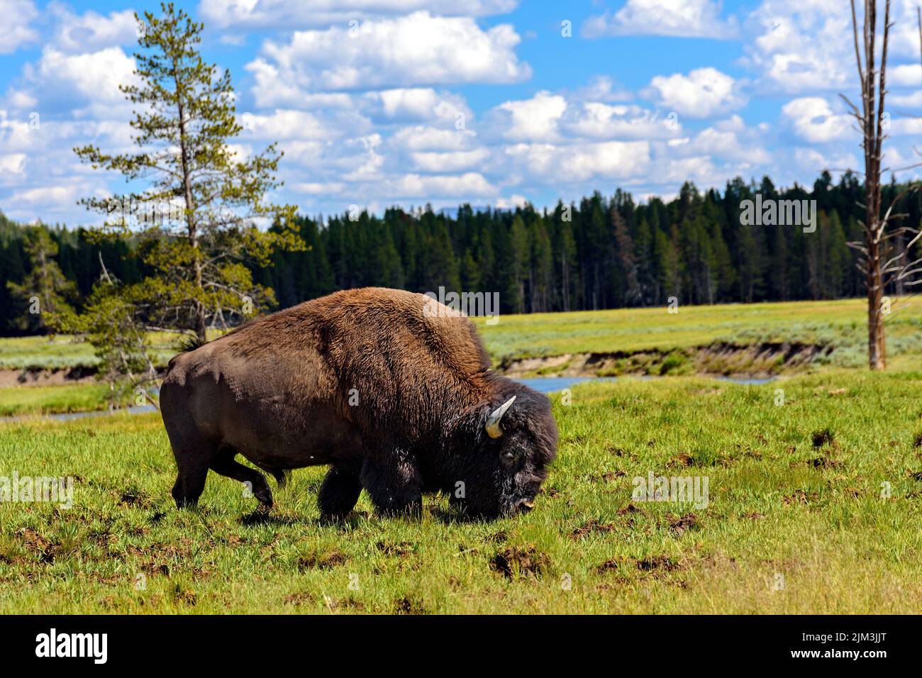 Prehistoric buffalo hi-res stock photography and images - Alamy