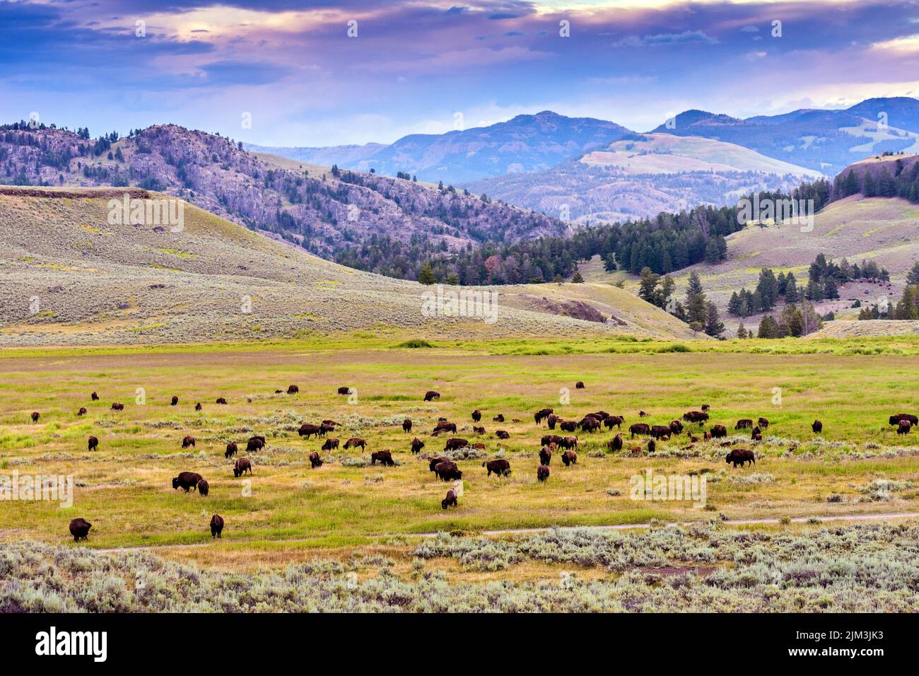 Prehistoric buffalo hi-res stock photography and images - Alamy