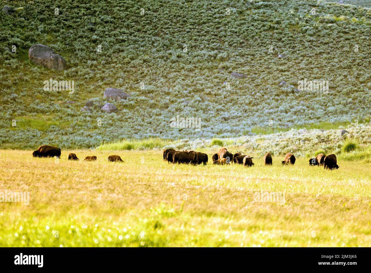 Prehistoric buffalo hi-res stock photography and images - Alamy