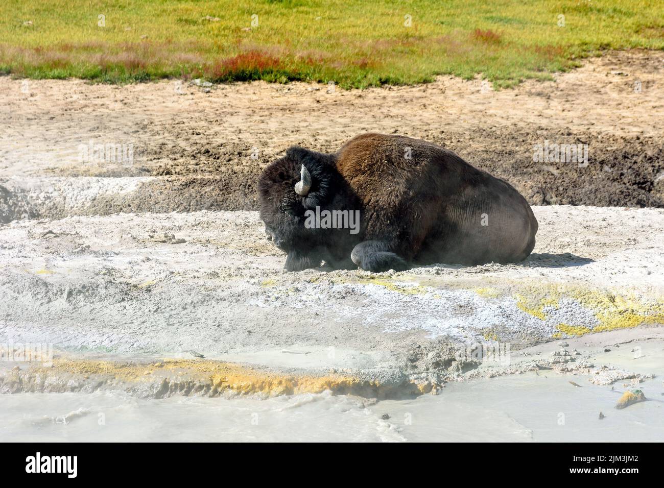 Prehistoric buffalo hi-res stock photography and images - Alamy