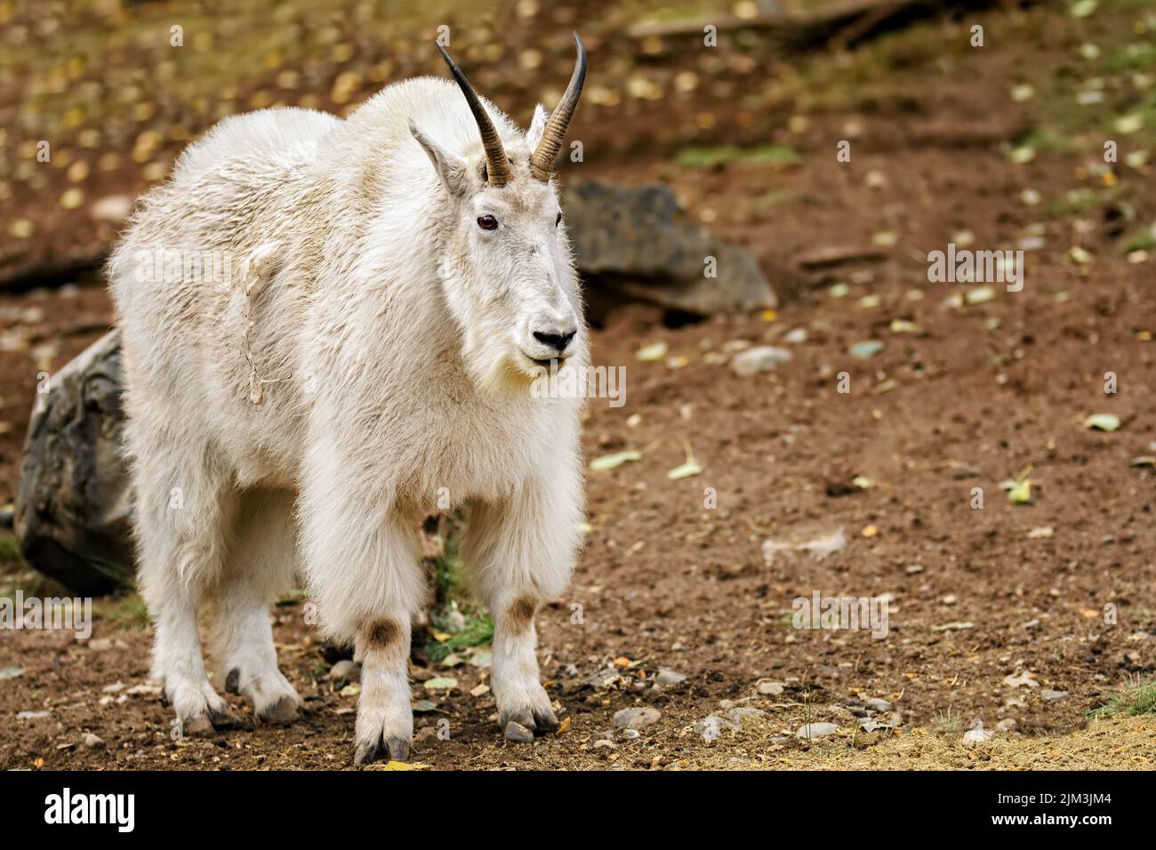 Mountain goat ( Oreamnos americanus ) in Yukon, Canada Stock Photo - Alamy