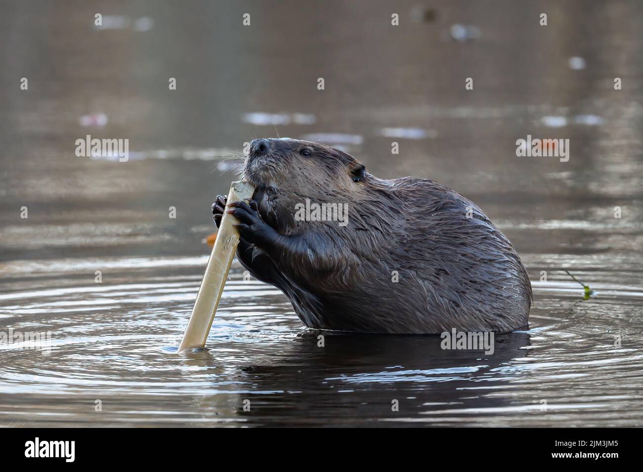 Enjoying a pond hi-res stock photography and images - Alamy