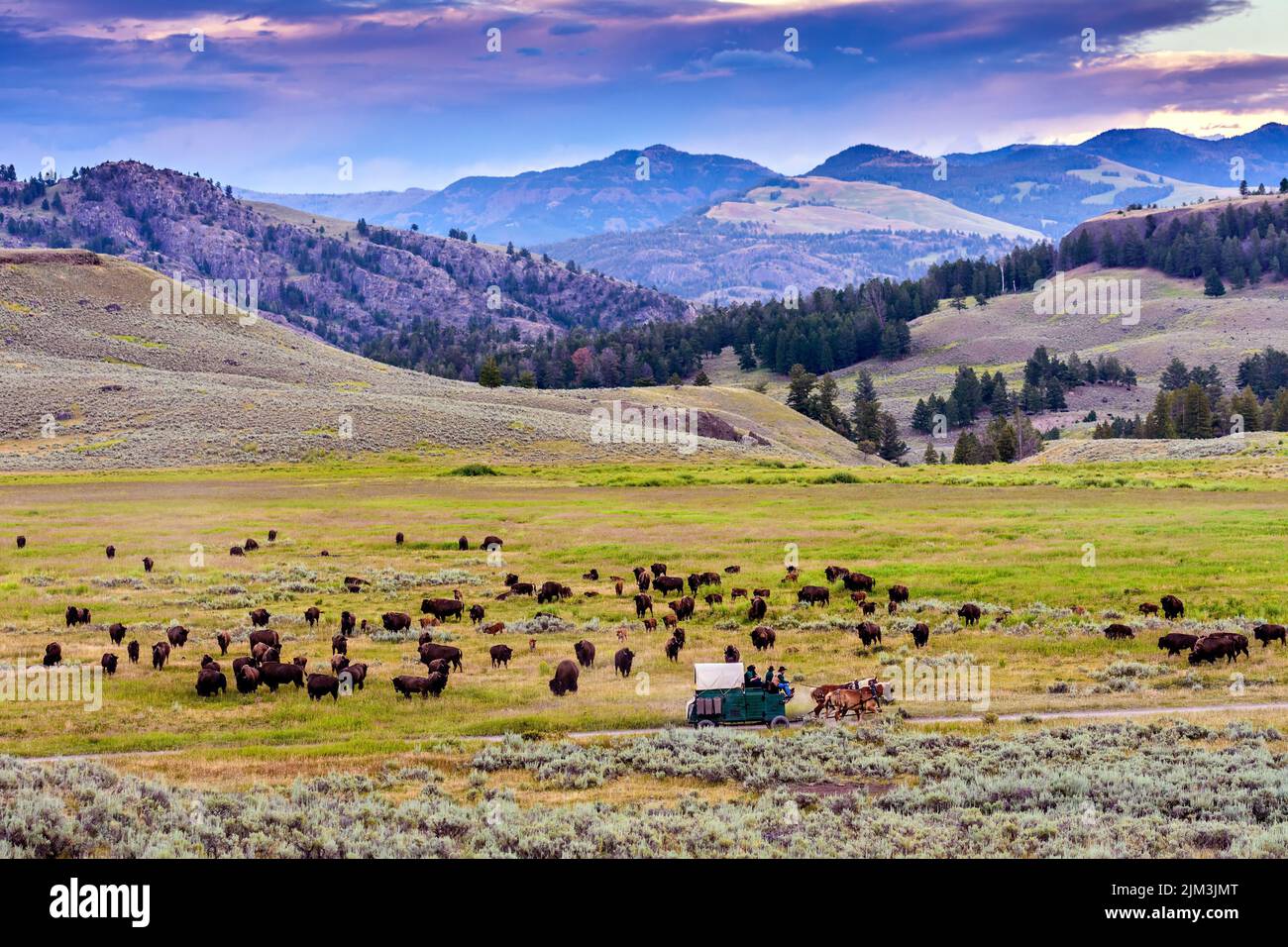 Prehistoric buffalo hi-res stock photography and images - Alamy