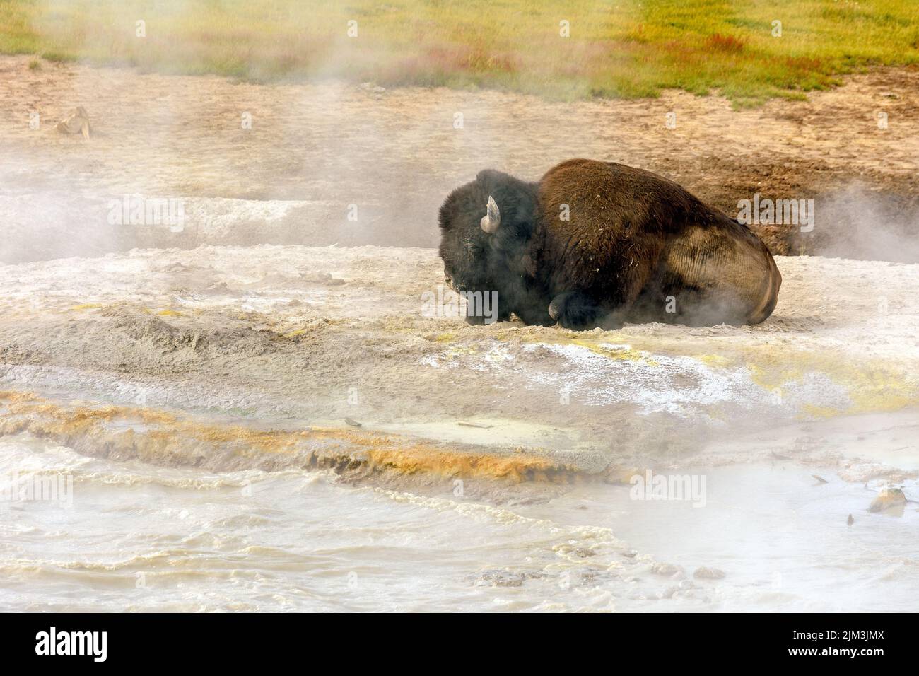 Steam bull hi-res stock photography and images - Alamy