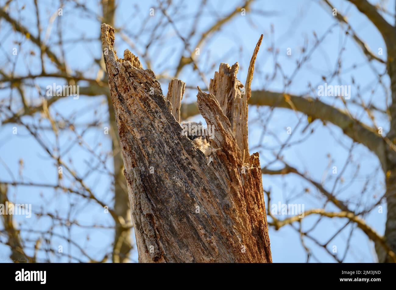 Inside a tree trunk hi-res stock photography and images - Alamy