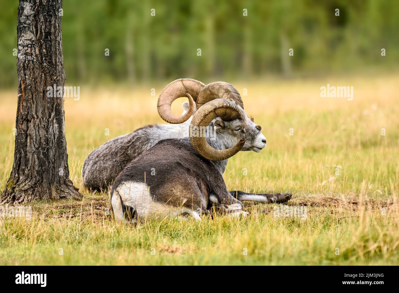 Thinhorn sheep (Ovis dalli) in Yukon Territory, Canada Stock Photo - Alamy